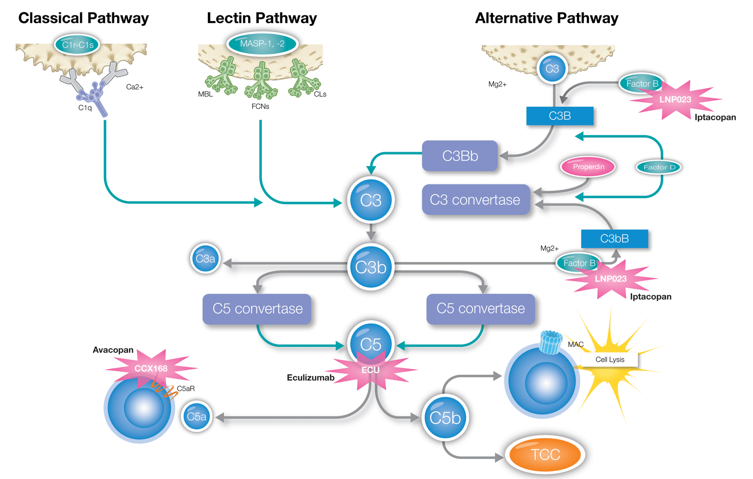 Understanding Complement-Dependent Cytotoxicity (CDC) in Therapeutics: Key Insights for ...